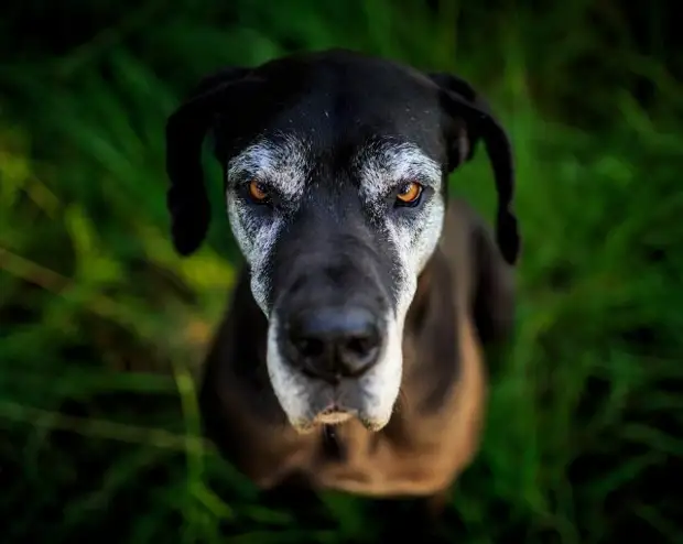 Animale irezistibile (55 de fotografii)