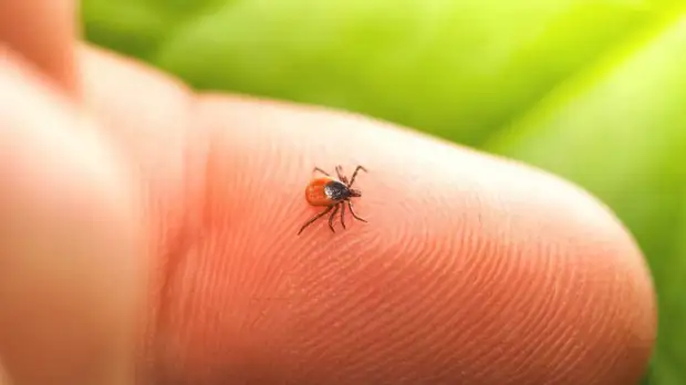 14 húshâldlike pesten en hoe't jo se kwyt kinne