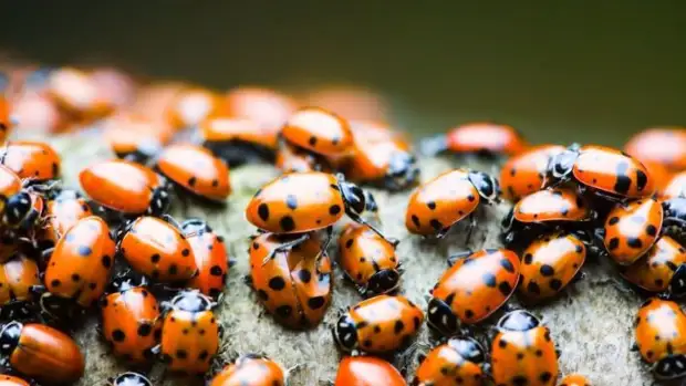 14 húshâldlike pesten en hoe't jo se kwyt kinne