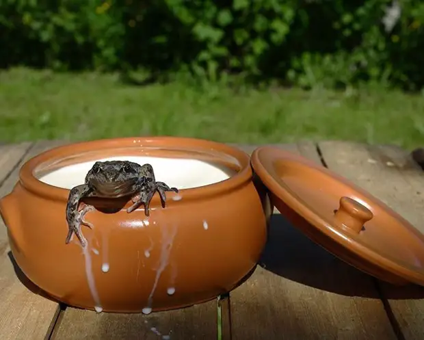 カエル抗生物質