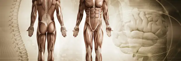20 fakte interesante për trupin e njeriut
