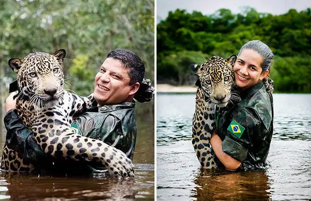 Ang nailigtas na jaguar ay lumaking maamo, tulad ng isang alagang pusa