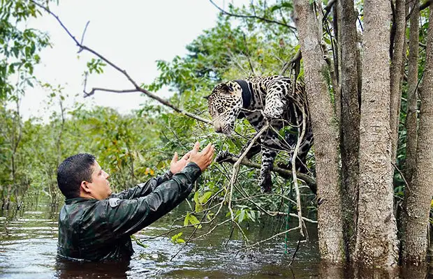 O xaguar rescatado medrou manso, coma un gato doméstico