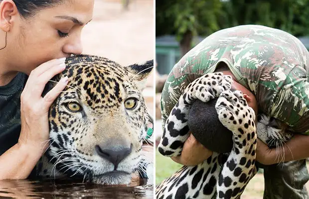 The rescued jaguar grew up tame, like a domestic cat