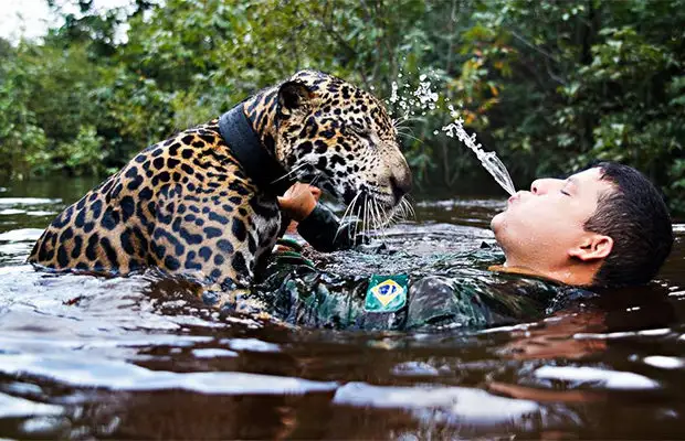 De geredde jaguar groeide tam op, als een huiskat