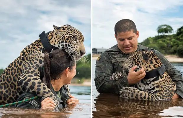 Den reddede jaguar voksede op tam, som en huskat