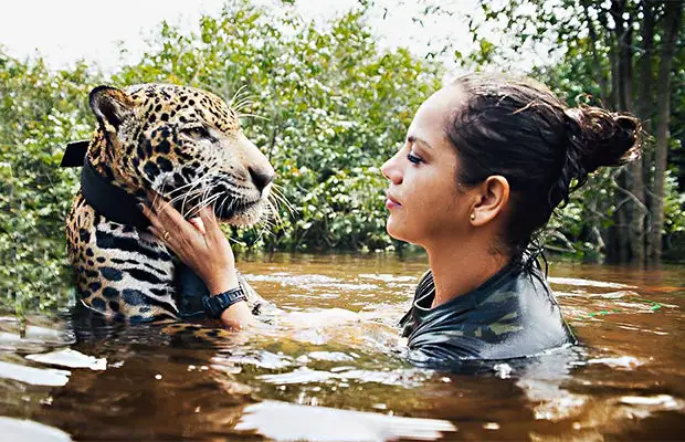 Den reddede jaguar voksede op tam, som en huskat