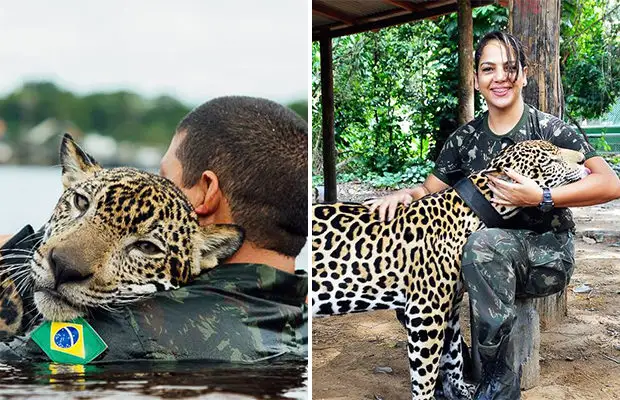 The rescued jaguar grew up tame, like a domestic cat