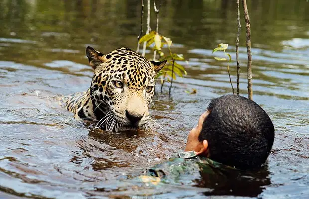 The rescued jaguar grew up tame, like a domestic cat