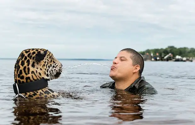 O xaguar rescatado medrou manso, coma un gato doméstico