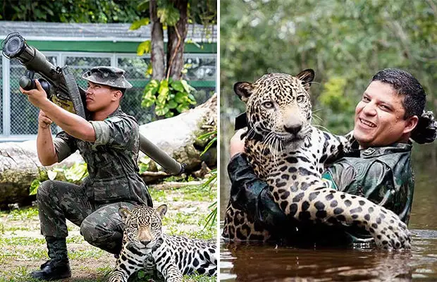 Jaguar yang diselamatkan tumbuh jinak, seperti kucing domestik