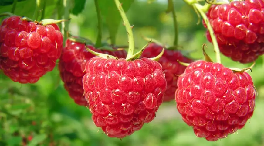 Ipalara ati awọn anfani ti raspberries. Kini ọna ti o tọ lati jẹ awọn raspberries?