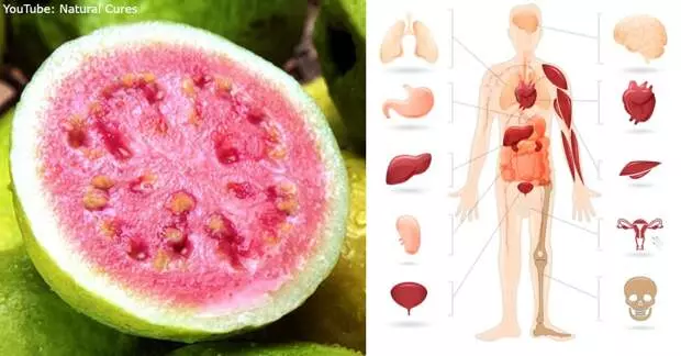 9 kayan sihiri na ganyen guava