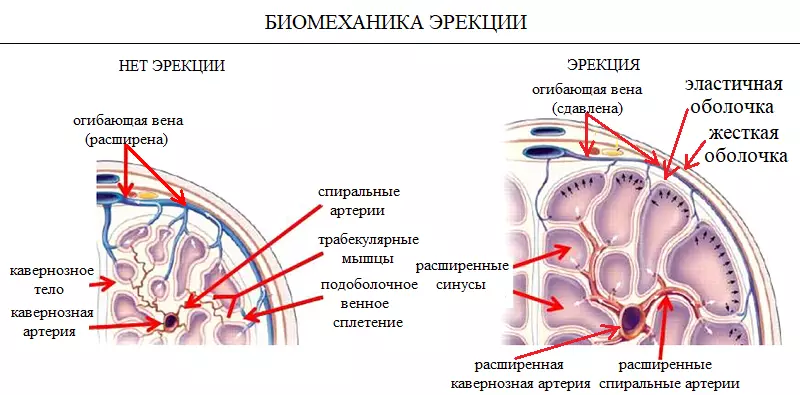 Noćna erekcija - prevencija impotencije