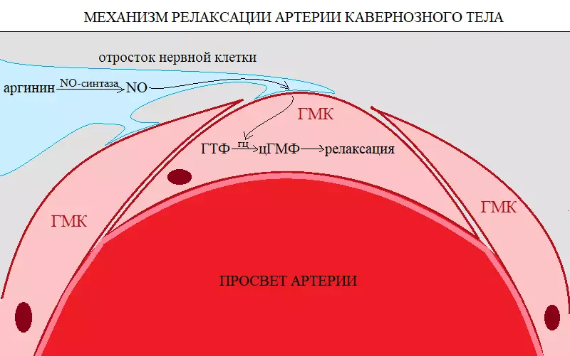 Noční erekce – prevence impotence