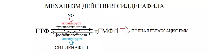 Түнкү эрекция - импотенциянын алдын алуу