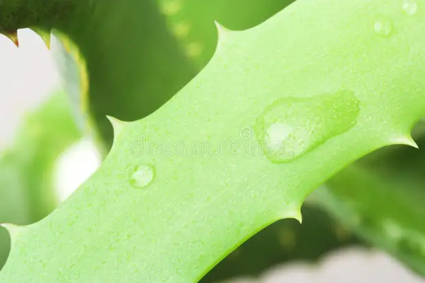 Aloe vera için resimler