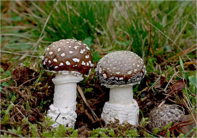 Foto #10 - Fungi sapiens: waarom paddenstoelen veel slimmer en geslepener zijn dan we dachten