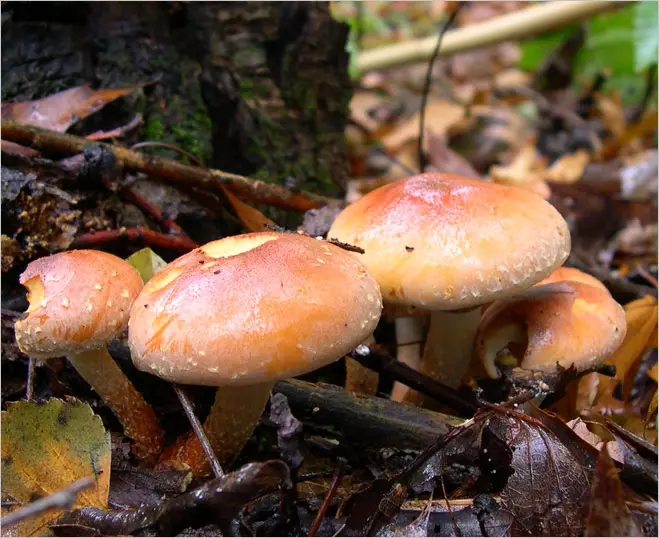 Foto #11 - Fungi sapiens: waarom paddenstoelen veel slimmer en geslepener zijn dan we dachten