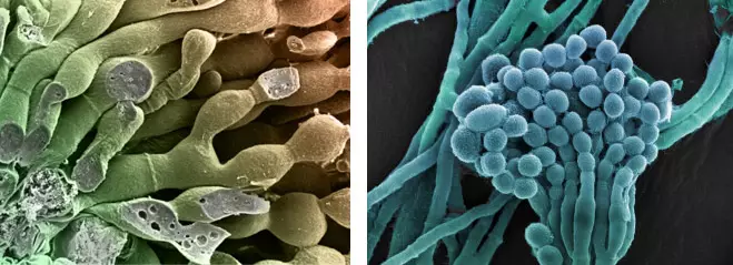Foto #4 - Fungi sapiens: waarom paddenstoelen veel slimmer en geslepener zijn dan we dachten