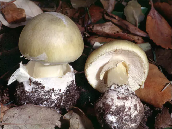 Foto #7 - Fungi sapiens: waarom paddenstoelen veel slimmer en geslepener zijn dan we dachten