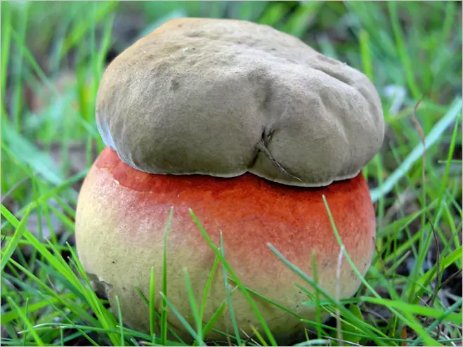 Foto #8 - Fungi sapiens: waarom paddenstoelen veel slimmer en geslepener zijn dan we dachten