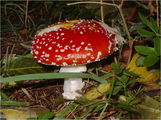 Foto #9 - Fungi sapiens: waarom paddenstoelen veel slimmer en geslepener zijn dan we dachten