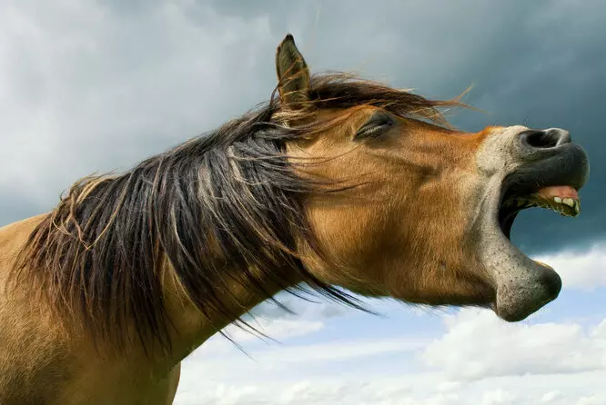 Grapje: hebben dieren gevoel voor humor?