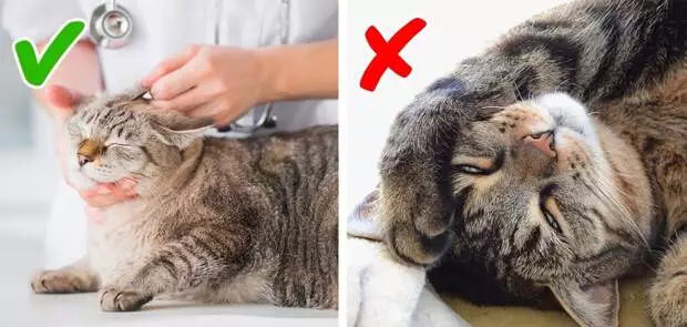 11 sinais de que seu gato não está se sentindo bem