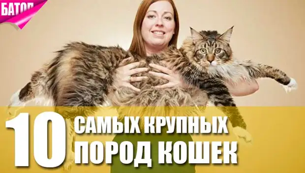 10 legnagyobb macskafajta