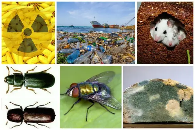 Sabes o que conteñen os teus alimentos ademais dos propios alimentos? interesante, insectos, alimentos, produtos, contidos, feitos, feces. ratos