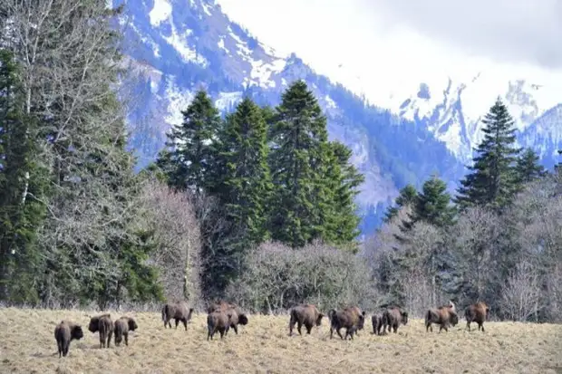 Trampes fotogràfiques dels habitants del bosc