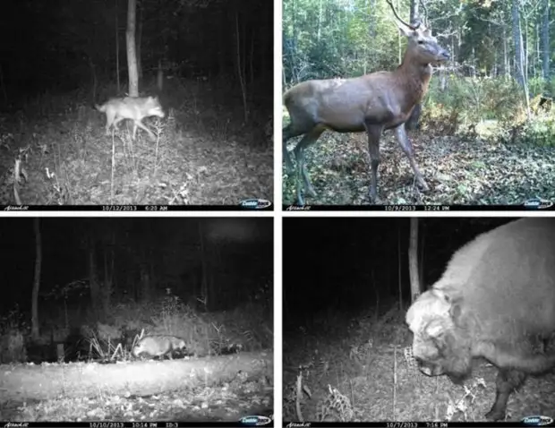 Trappole fotografiche degli abitanti della foresta