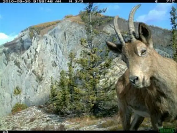 Trampes fotogràfiques dels habitants del bosc