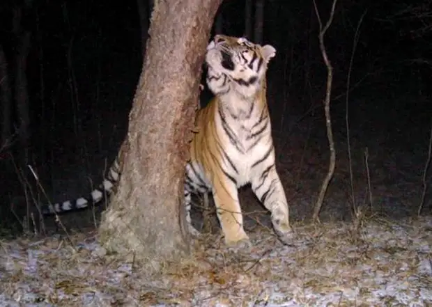 Perangkap foto penduduk hutan