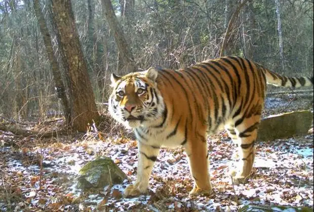 Trappole fotografiche degli abitanti della foresta