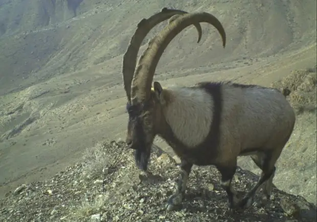 Trampes fotogràfiques dels habitants del bosc