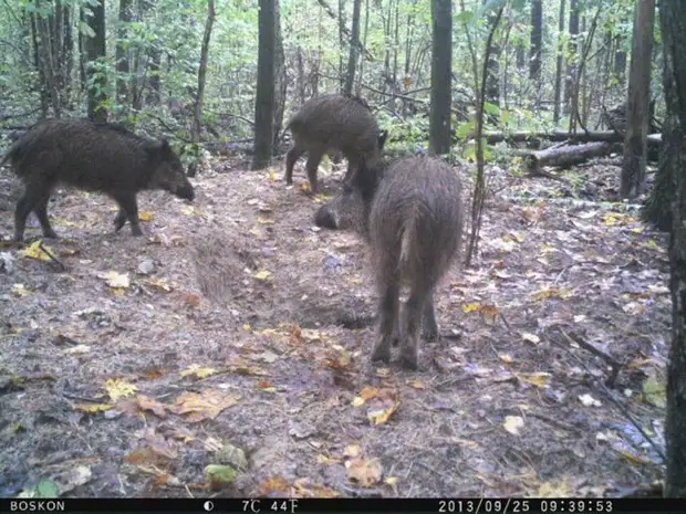 Perangkap foto penduduk hutan