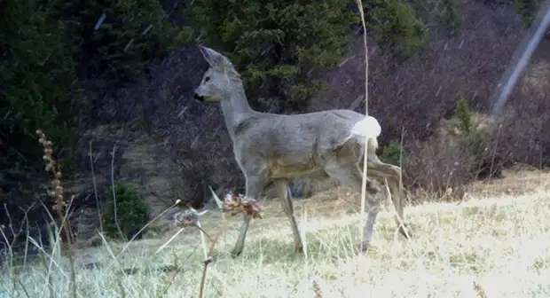 Trampes fotogràfiques dels habitants del bosc