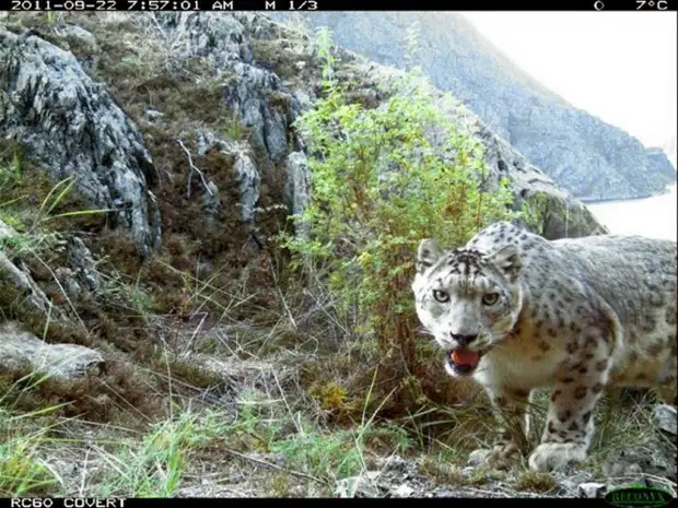 Trappole fotografiche degli abitanti della foresta