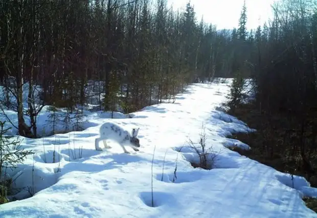 Valokuvaansa metsän asukkaista