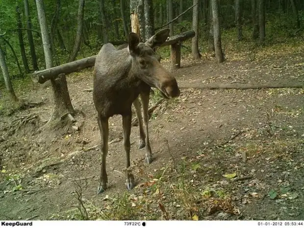 Valokuvaansa metsän asukkaista