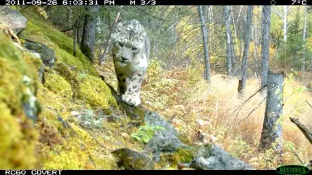 Trampes fotogràfiques dels habitants del bosc