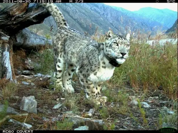 Trampes fotogràfiques dels habitants del bosc