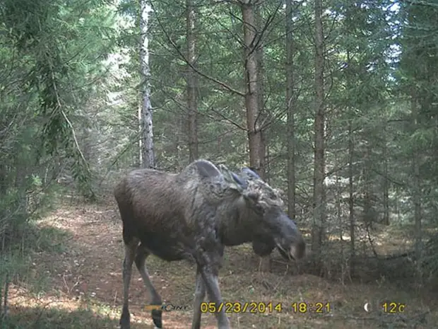 Trampes fotogràfiques dels habitants del bosc