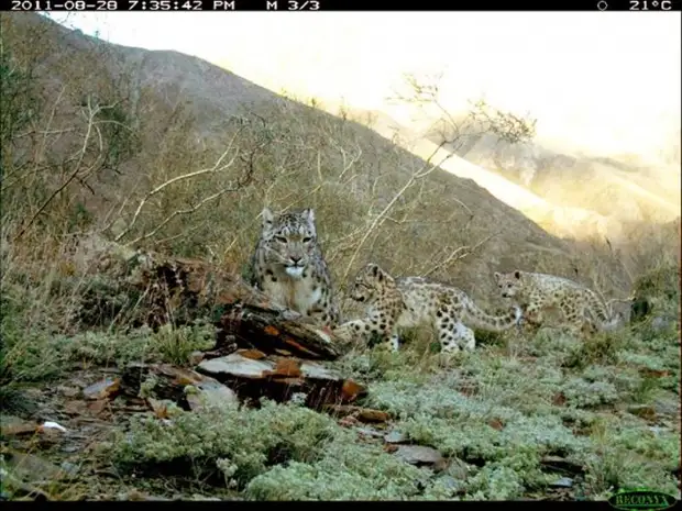 Trappole fotografiche degli abitanti della foresta