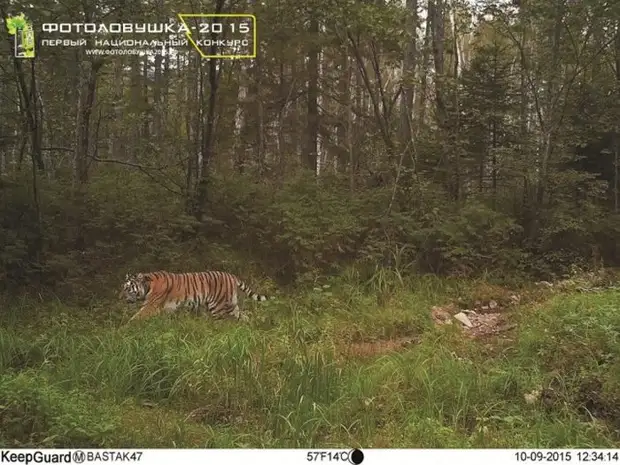 Trampes fotogràfiques dels habitants del bosc