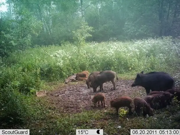 Trappole fotografiche degli abitanti della foresta