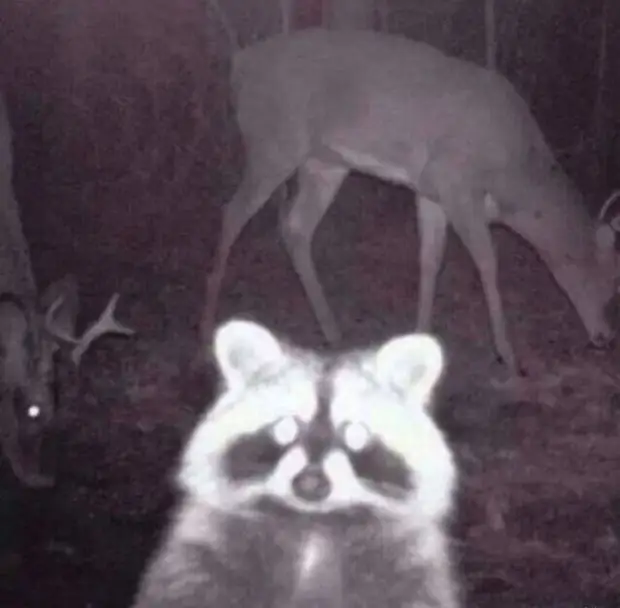 Trampes fotogràfiques dels habitants del bosc