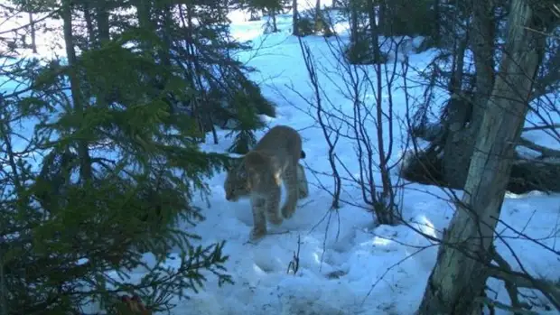 Trappole fotografiche degli abitanti della foresta